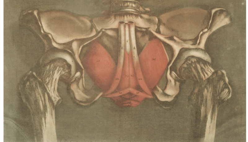 Constipation, Incontinence Linked To The Pelvic Floor | Nutrition ...